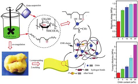 Representation Of The Reaction Of Epoxy Groups Of Epoxidized Natural Download Scientific