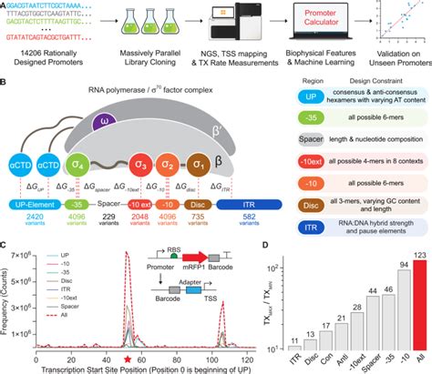 控制细菌转录谱的合成启动子的自动化模型预测设计 Nature Communications X Mol