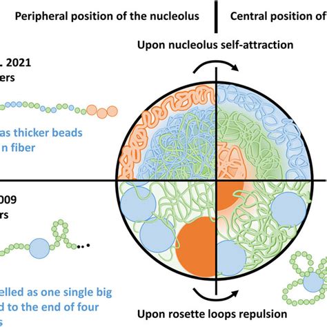 Different Models Of Polymer Entanglement A Conceptualization Of