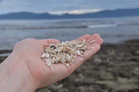 Premium Photo Handful Of Small Shells At The Beach