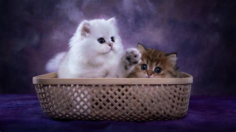 Cat 4k Ultra Hd Wallpaper Background Image 3840x2160