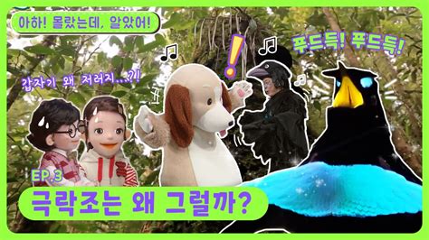 딩동댕유치원 극락조는 왜 그럴까 Youtube