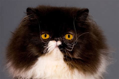11tuxedo Cat Breeds