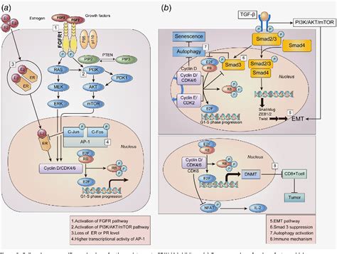 Palbociclib Semantic Scholar