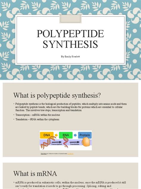 Polypeptide Synthesis Pdf Messenger Rna Translation Biology