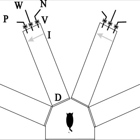 Schematic Description Of The Olfactory Maze Protocols For Trained And Download Scientific