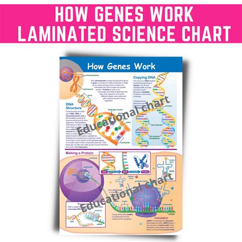 Laminated Educational Science Biology Charts How Genes Work Science Posters Charts I All About
