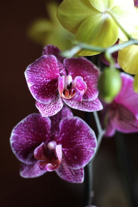 Vanda Orchid Care In Florida The Garden Pixie