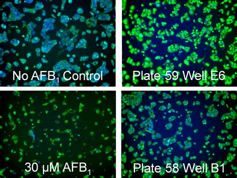 Two Of The Top Bioactive Samples Hits From Screening Fungal And