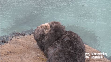 Sea Otter Kiss  By Monterey Bay Aquarium