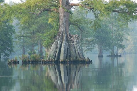 Great Dismal Swamp Could Become Virginias Next National Heritage Area