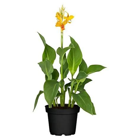 Piardino Dosna Indická Bauhauscz