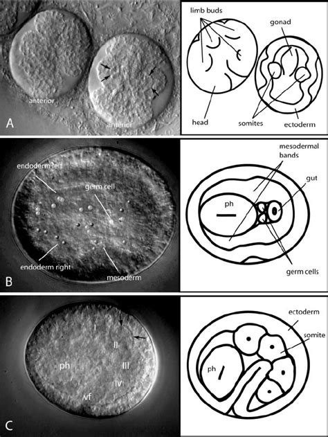Later Stages Of Tardigrade Embryos Showing The Mesodermal Somites The