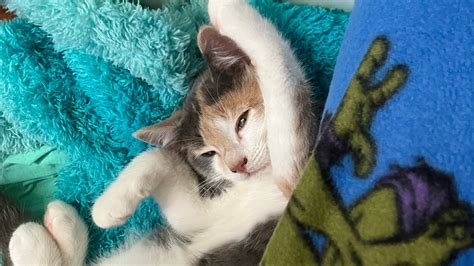 Dandys World X Reader Insomniasdelusion On Tumblr