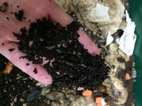Vermicomposting Gardening In The Panhandle