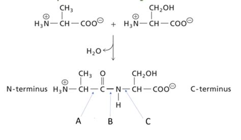 Biochem Final Flashcards Quizlet