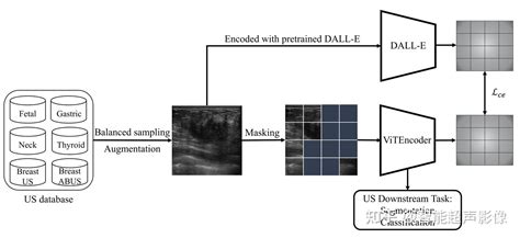 Usfm：适用于各种任务和器官的通用超声基础模型，实现标签高效图像分析 知乎