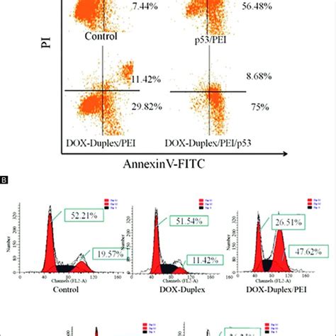 The Cell Apoptosis A And Cell Cycle B Analysis Of Pc 3 Cells After
