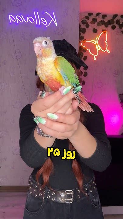 یک ماه از بزرگ شدنِ جوجه طوطیم فیلم گرفتم🎥🦜 Youtube