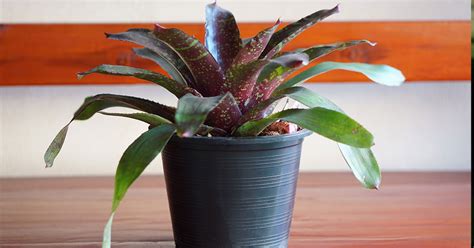 How To Repot A Bromeliad The Garden Magazine