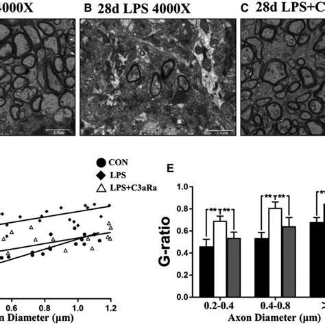 C3aRa Administration Prevents Hypomyelination In The PWM After LPS