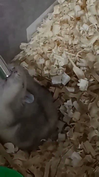 물먹는 정글리안 햄스터 Youtube