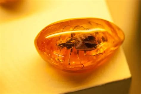 What Is The Oldest Fossil Science Can Check Its Dna What Is The Oldest Fossil Science Can Check Its Dna