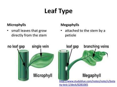 Ppt Plant Evolution Powerpoint Presentation Free Download Id 2360585
