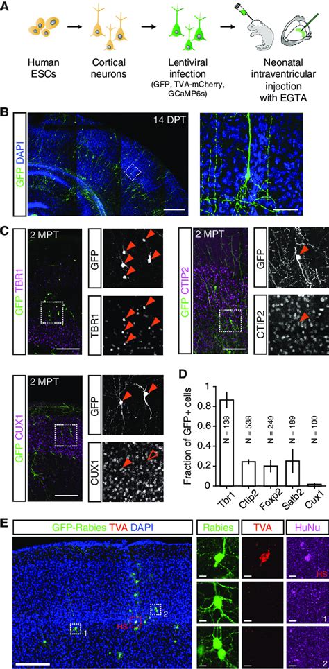 Transplanted Human Psc Derived Cortical Neurons Integrate As Single Download Scientific Diagram