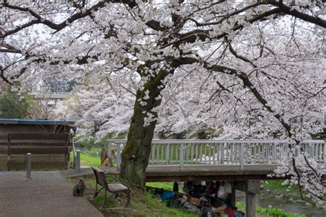 霧雨の桜並木 一日一猫