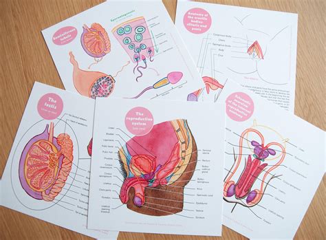 Vulva And Penis Anatomy Education Set • Combination Pack • The Vulva