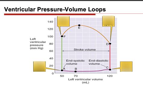 Cr 8 Supplement Ventricular Pressure Volume Loops Diagram Quizlet