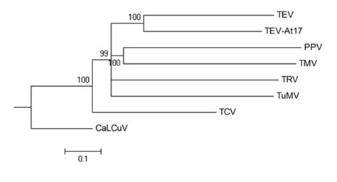 Figure S2 Neighbor Joining Dendrogram Constructed Using The Similarity