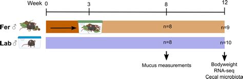 Experimental Setup Male Mice Were Either Born In A Farmyard Type Download Scientific