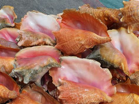 What Does Conch Taste Like Lets Talk About It Like A Pro