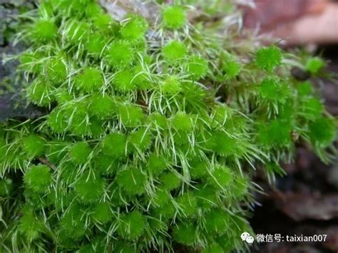 野外苔藓观察 搜狐