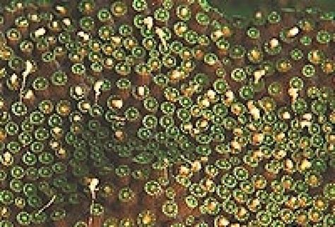 deep sex coral spawning scuba diving