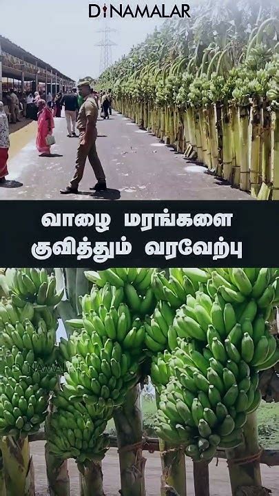 வாழை தார்களுக்கு வந்த வாழ்வு Youtube