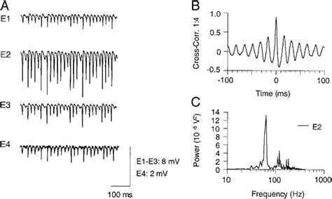 Oscillatory Network Activity Was Tightly Synchronized Over Distances