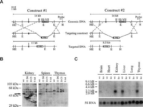 Generation Of Traf4 Deficient Mice By Gene Targeting A Schematic