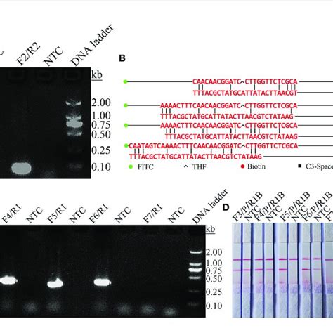 Screening Of Primer Probe Combinations A Rpa Results For Two Download Scientific Diagram