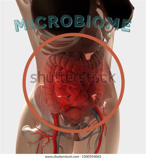 Female Anatomy Showing Digestive System Gut Stock Illustration Shutterstock