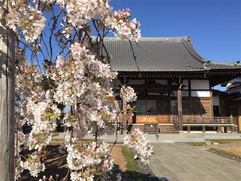 真宗大谷派 一谷山最頂院妙安寺 妙安寺のさくら