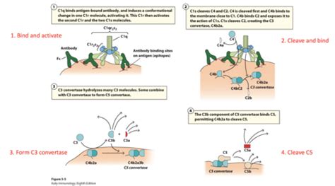 Complement System Ch5 Flashcards Quizlet