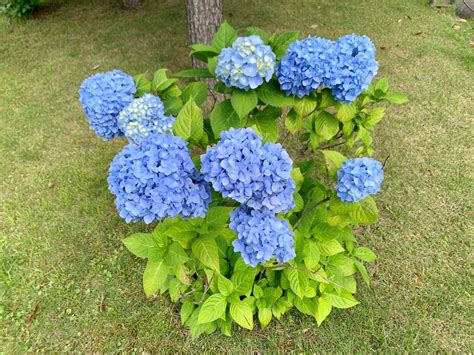 A On Twitter Rt Hamarikyugarden The Mophead Hydrangea