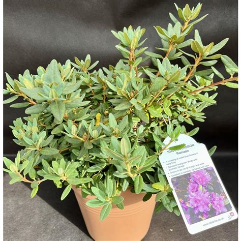 Rhododendron Dwarf Ramapo 3l Ericaceous Plants Polhill Garden Centre