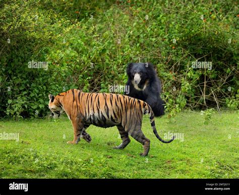 The Tiger Curiously Circles The Sloth Bear Kabini India These