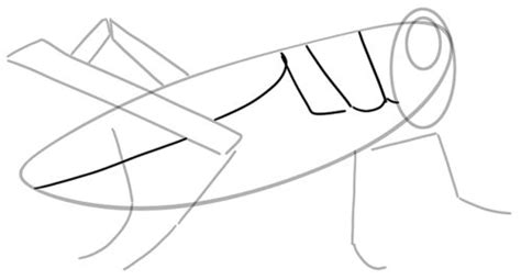 Grasshopper Drawing Create An Intricate Grasshopper Sketch
