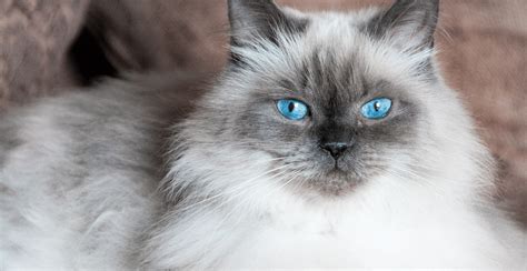 Ini Fakta Unik Kucing Himalaya Bulunya Indah Bikin Mudah Jatuh Cinta