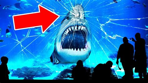世界中の水族館にホホジロザメがいない理由 YouTube